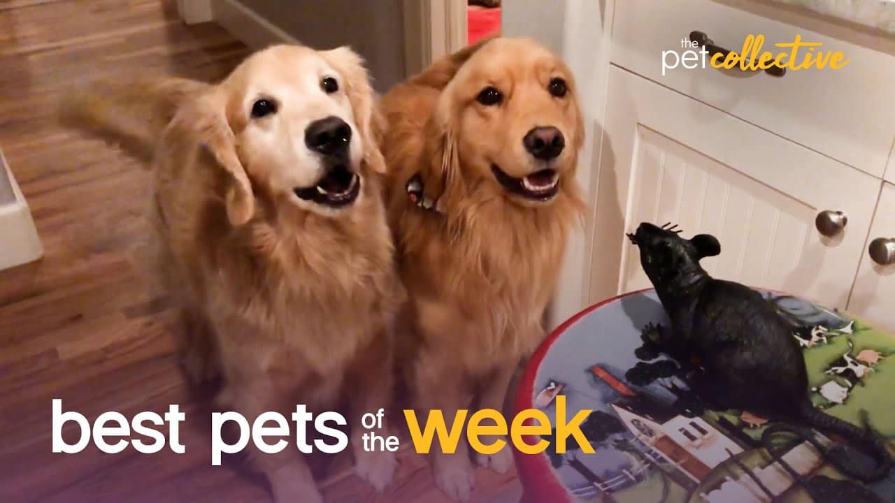 The Best Pet Videos of the Week