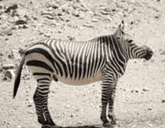 There’s An Entire Instagram Account Devoted To Animals Without Necks ...