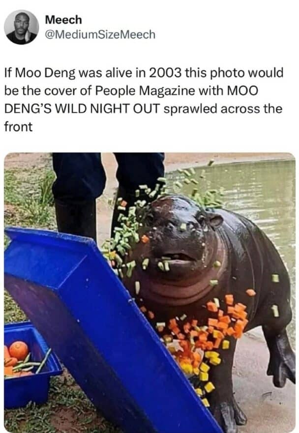 23 Moo Deng Memes That Capture The Drama And Sass Of This Internet Icon