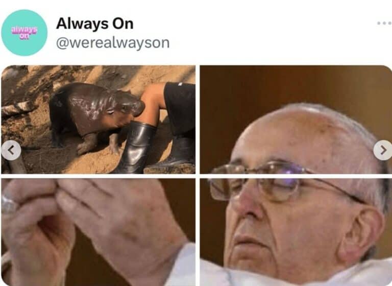 23 Moo Deng Memes That Capture The Drama And Sass Of This Internet Icon