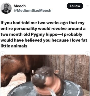 23 Moo Deng Memes That Capture The Drama And Sass Of This Internet Icon