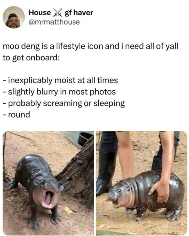 23 Moo Deng Memes That Capture The Drama And Sass Of This Internet Icon