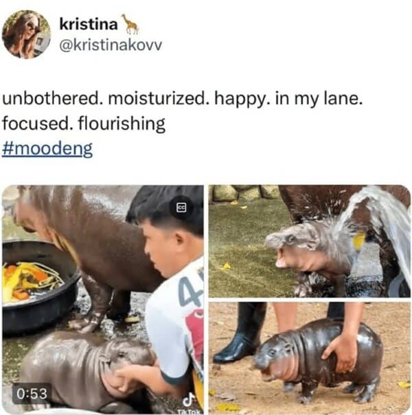 23 Moo Deng Memes That Capture The Drama And Sass Of This Internet Icon