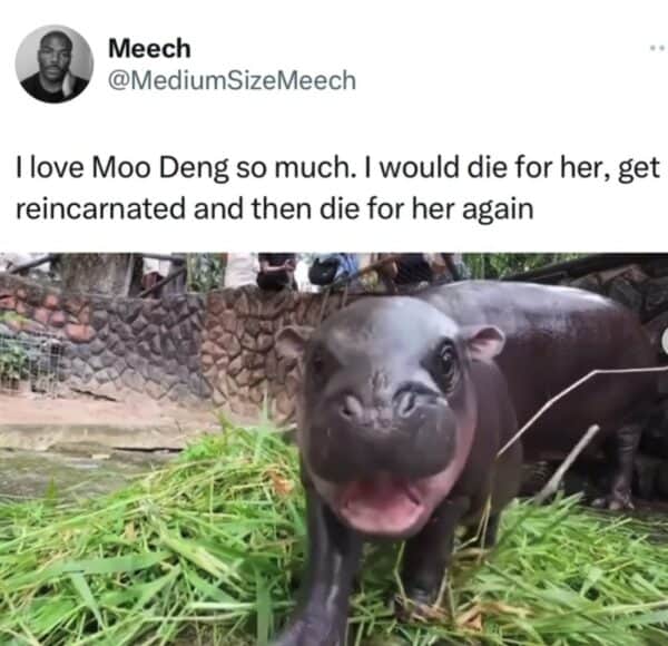 23 Moo Deng Memes That Capture The Drama And Sass Of This Internet Icon
