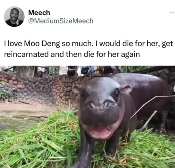 23 Moo Deng Memes That Capture The Drama And Sass Of This Internet Icon
