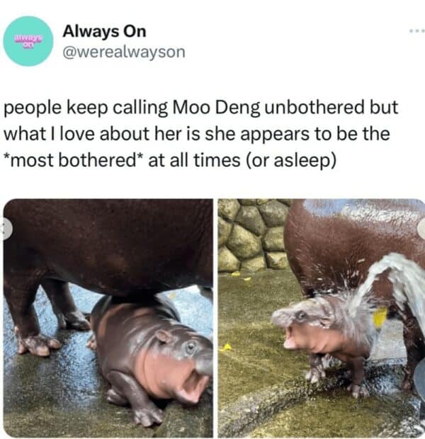 23 Moo Deng Memes That Capture The Drama And Sass Of This Internet Icon