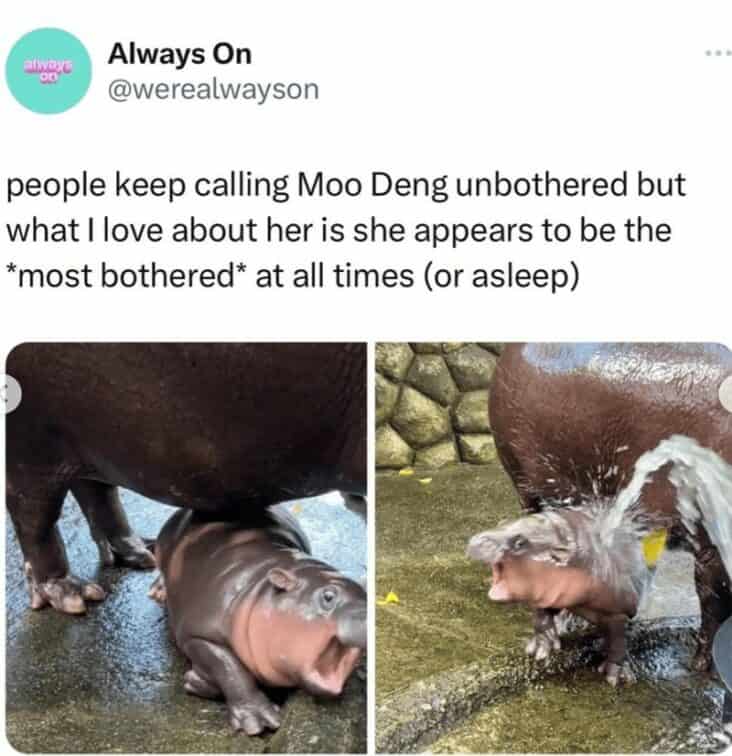 23 Moo Deng Memes That Capture The Drama And Sass Of This Internet Icon