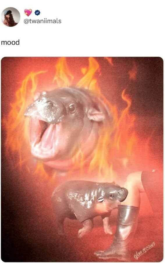 23 Moo Deng Memes That Capture The Drama And Sass Of This Internet Icon