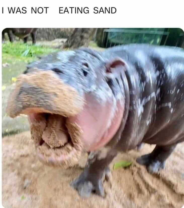 23 Moo Deng Memes That Capture The Drama And Sass Of This Internet Icon