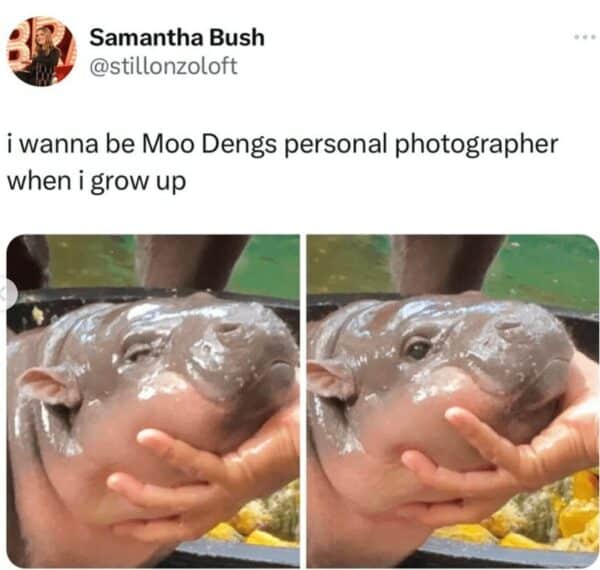 23 Moo Deng Memes That Capture The Drama And Sass Of This Internet Icon