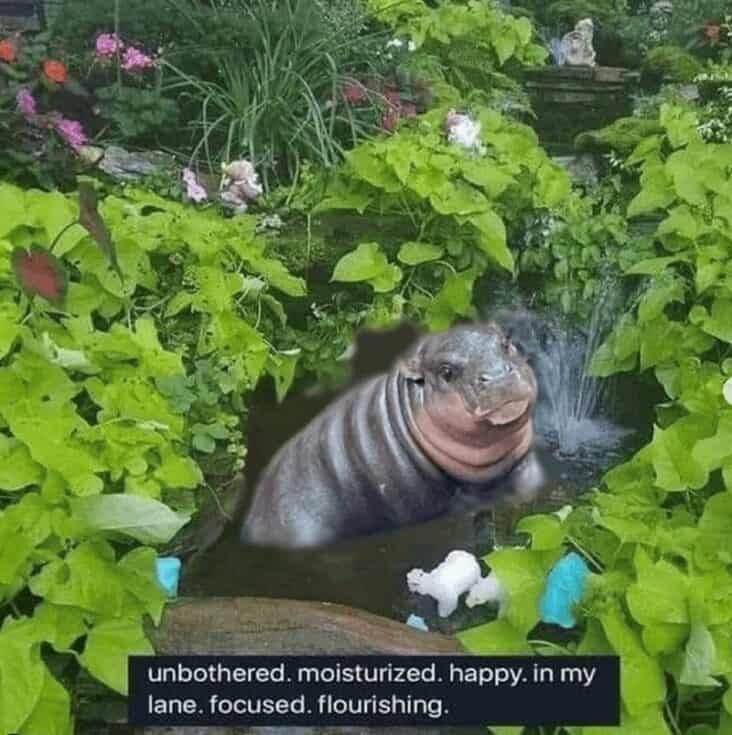 23 Moo Deng Memes That Capture The Drama And Sass Of This Internet Icon