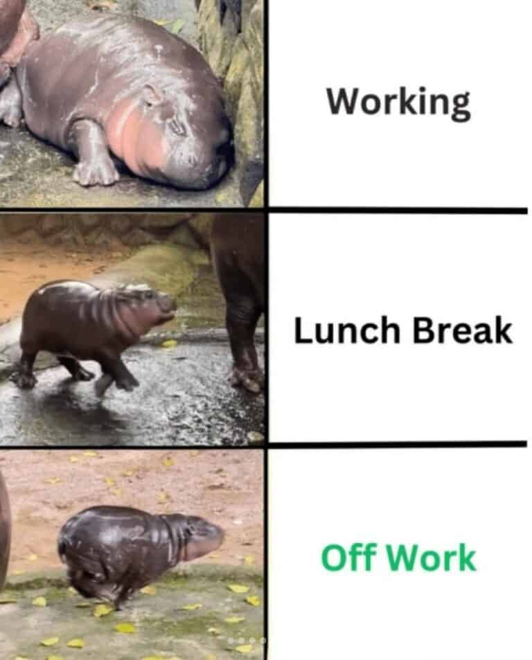 23 Moo Deng Memes That Capture The Drama And Sass Of This Internet Icon